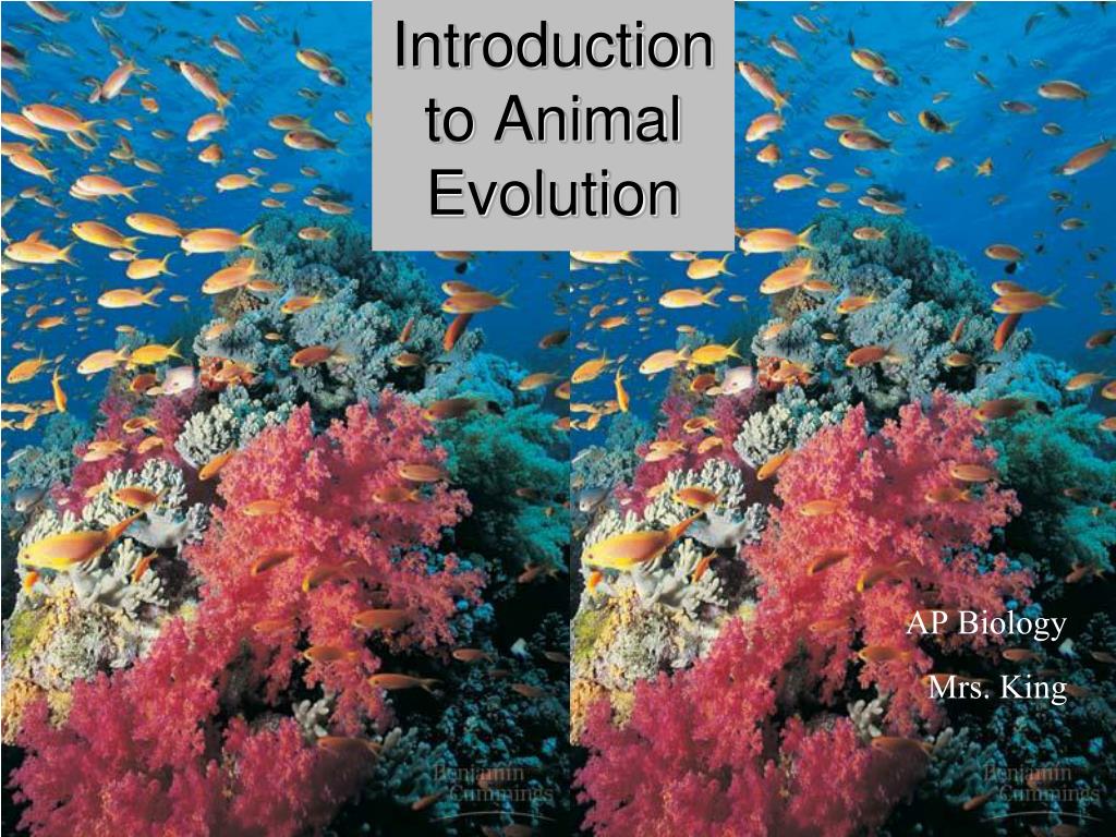 PPT - Introduction to Animal Evolution PowerPoint Presentation, free ...