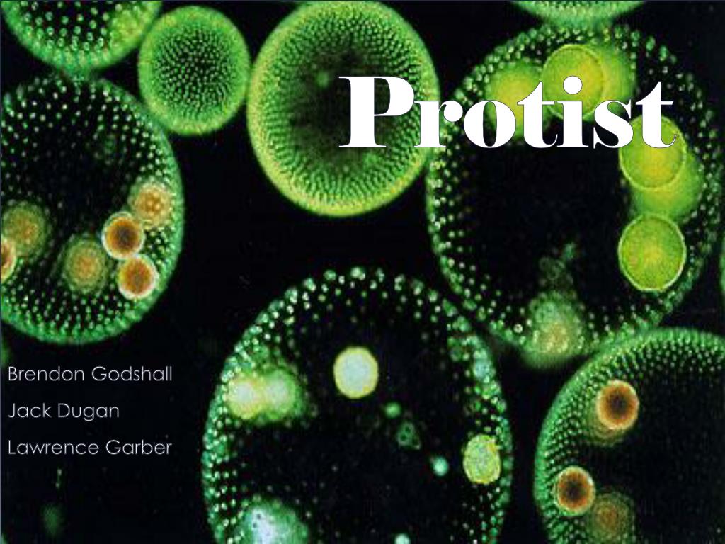 PPT - Protist PowerPoint Presentation, free download - ID:5090081