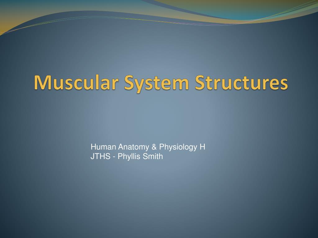 PPT - Muscular System Structures PowerPoint Presentation, free download ...