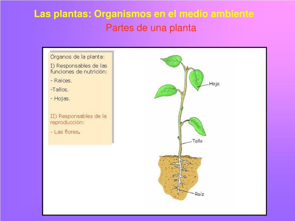 PPT - Las plantas: Organismos en el medio ambiente PowerPoint ...