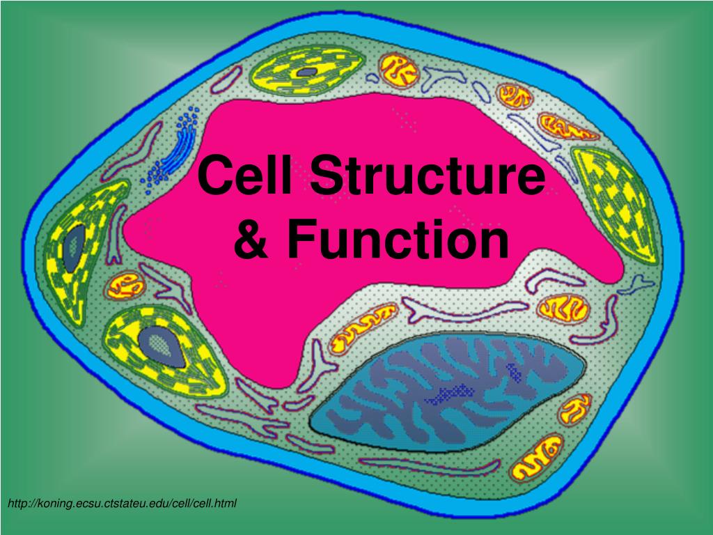 PPT - Cell Structure & Function PowerPoint Presentation, free download ...