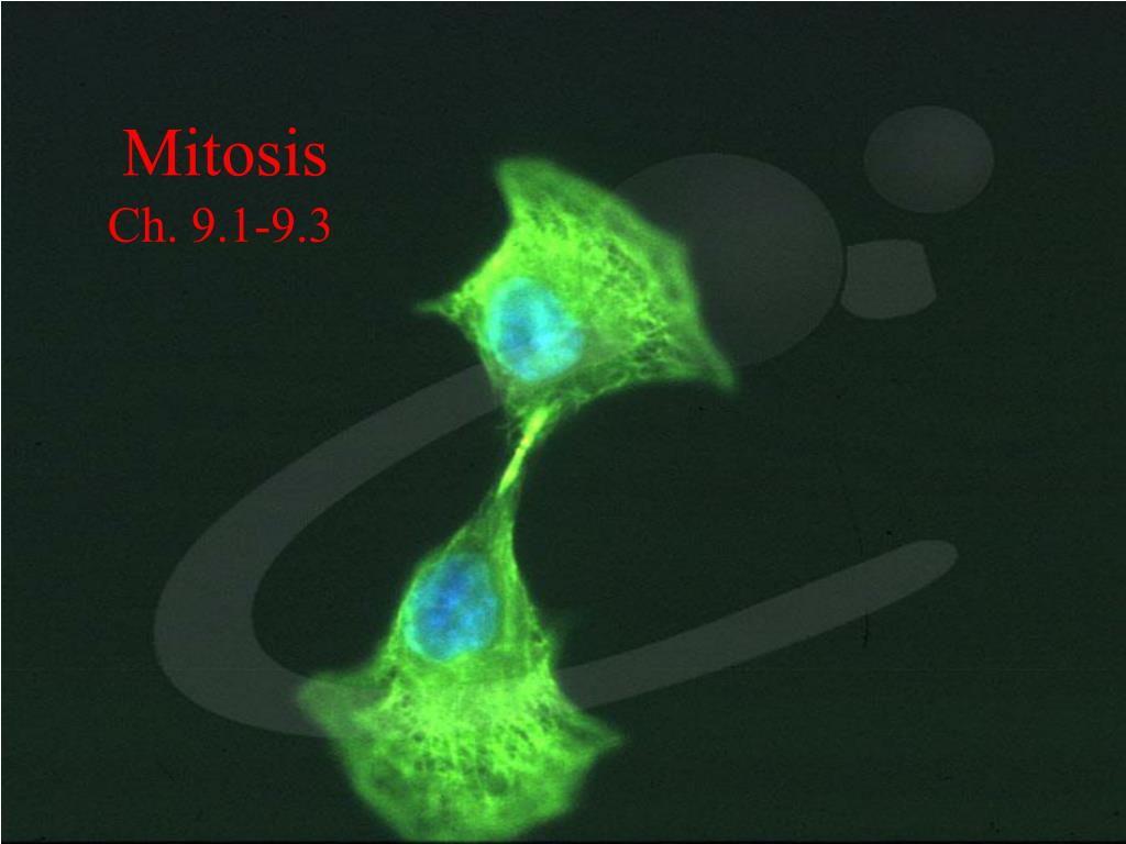 PPT - Mitosis PowerPoint Presentation, free download - ID:5128339