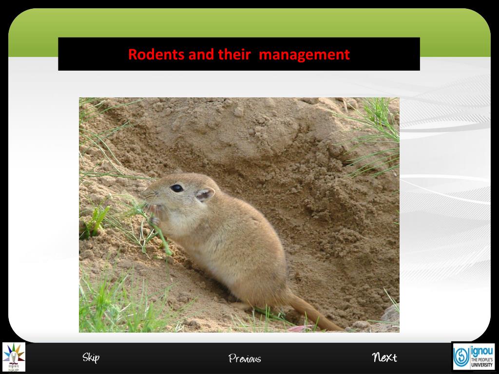 PPT - Rodents and their management PowerPoint Presentation, free ...