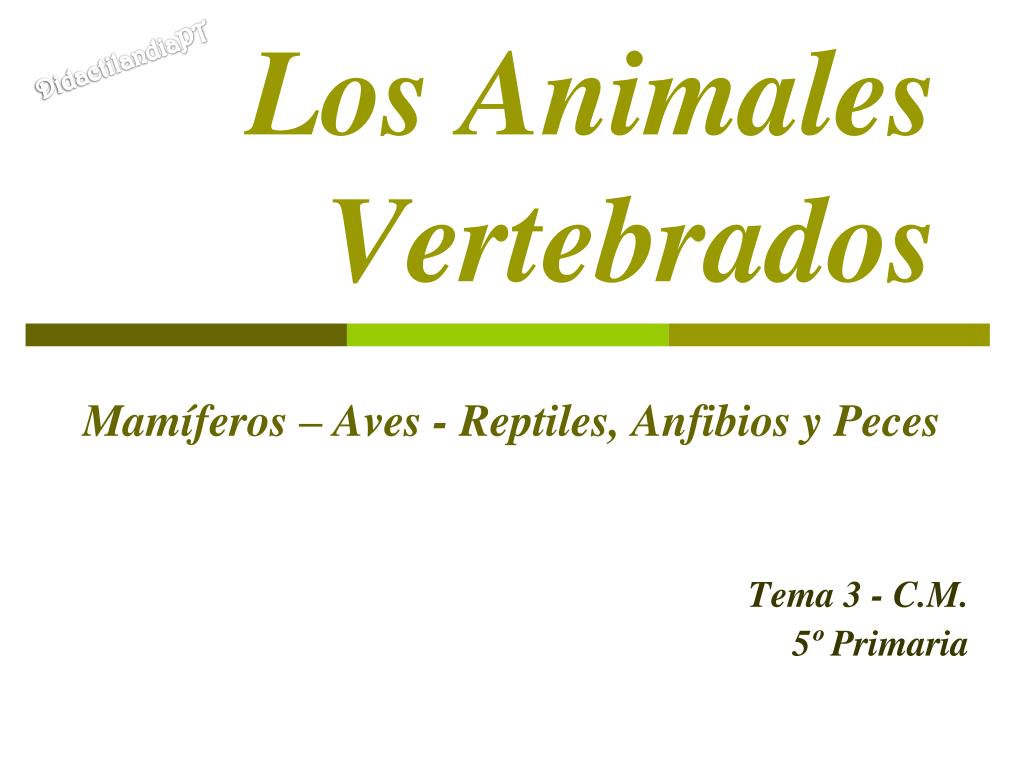 PPT - Los Animales Vertebrados PowerPoint Presentation, free download ...