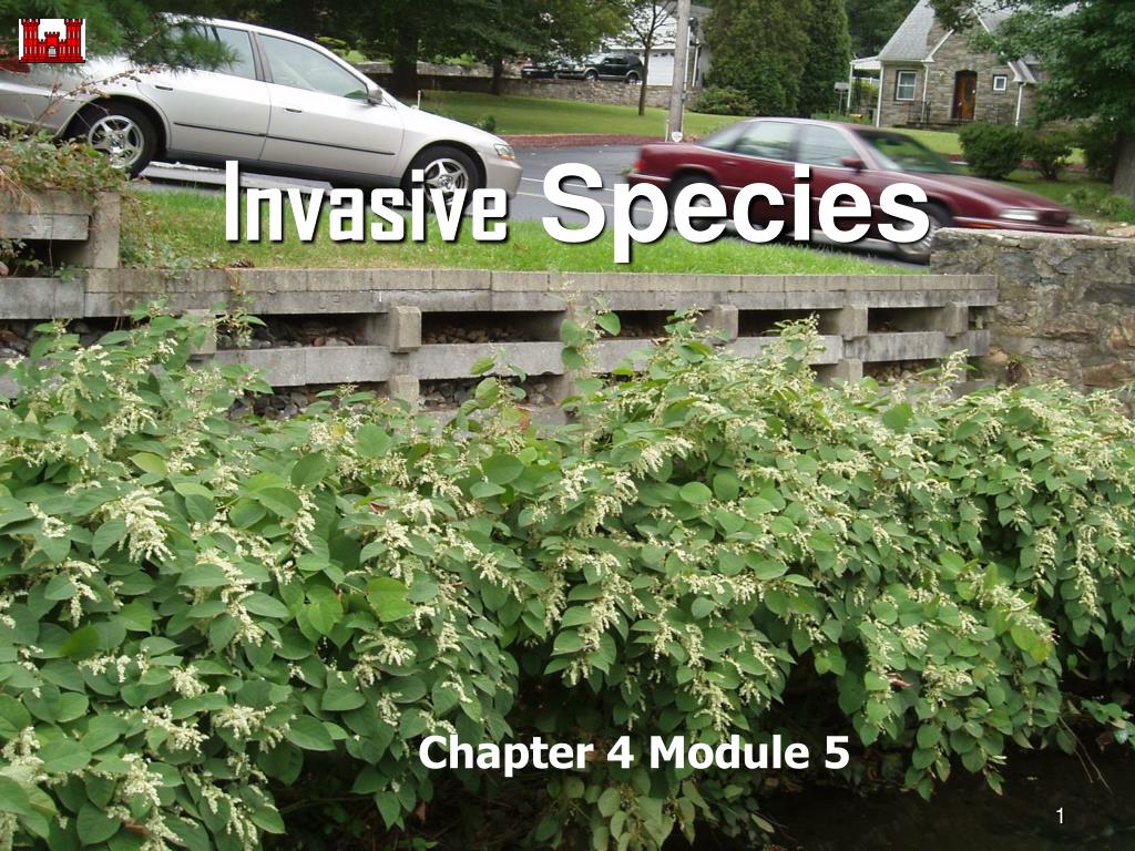 PPT - Invasive Species PowerPoint Presentation, free download - ID:5172042