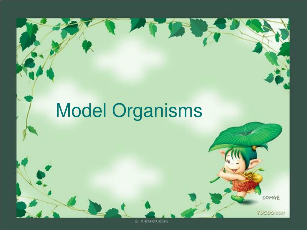 PPT - Model Organisms PowerPoint Presentation, free download - ID:5175858