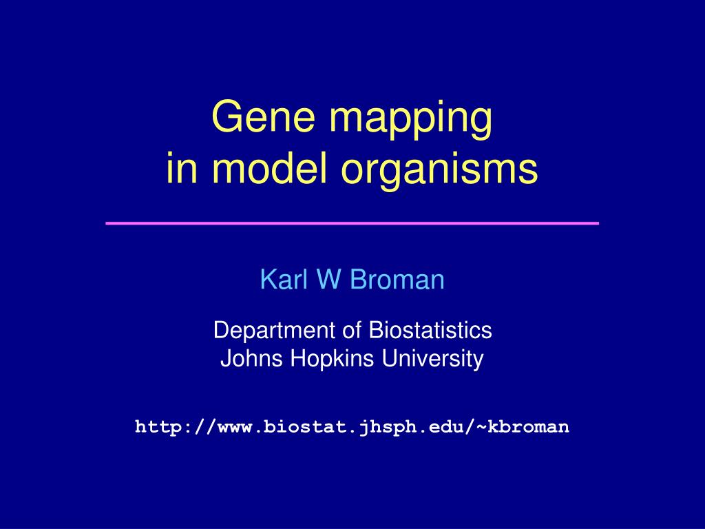 PPT - Gene Mapping in Mouse Models for Human Disease Research ...