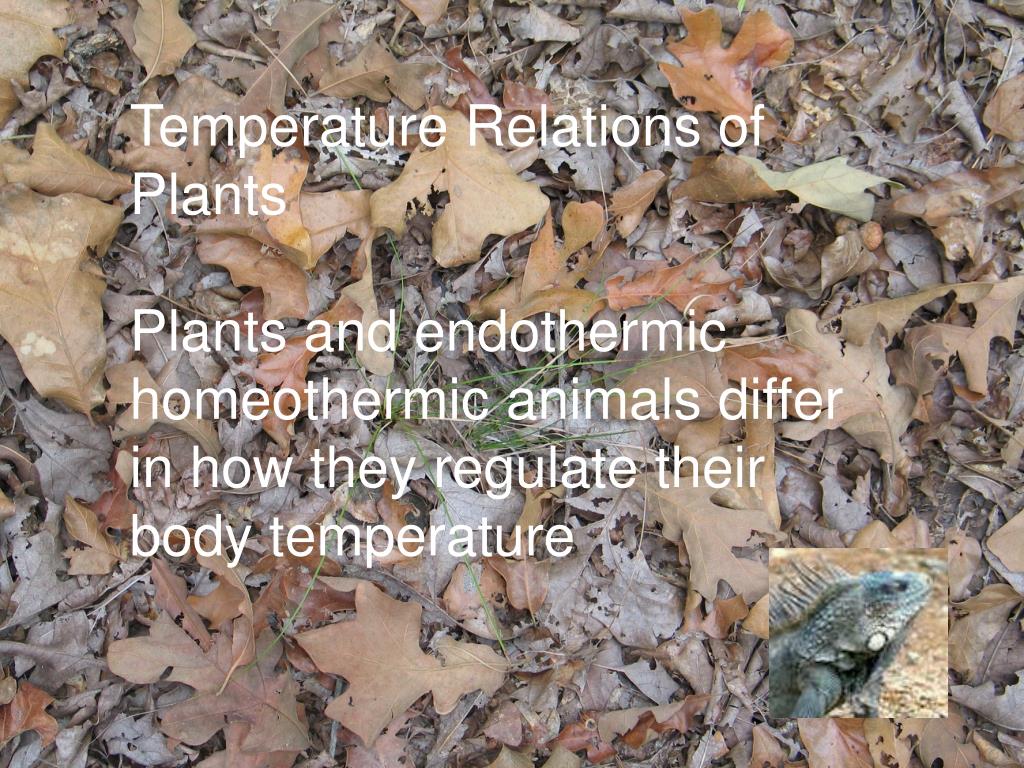 PPT - Temperature Relations of Plants PowerPoint Presentation, free ...