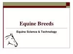 PPT - Equine Breeds PowerPoint Presentation, free download - ID:433067