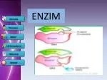 PPT - Tata Nama Enzim PowerPoint Presentation, free download - ID:6238913