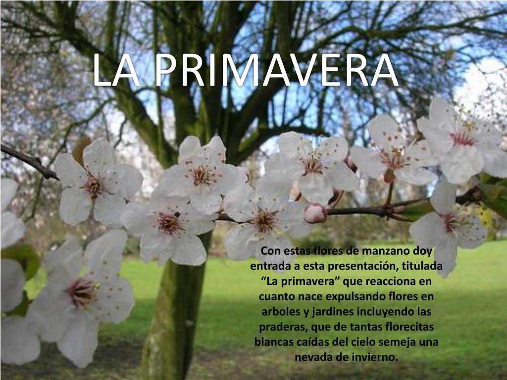 PPT - LA PRIMAVERA PowerPoint Presentation, free download - ID:5243181