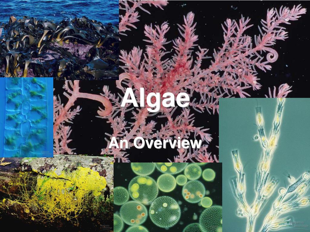 PPT - Algae PowerPoint Presentation, free download - ID:5247041