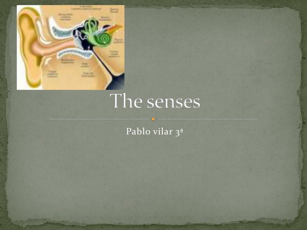 PPT - The senses PowerPoint Presentation, free download - ID:5257879