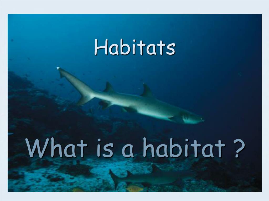 PPT - Habitats PowerPoint Presentation, free download - ID:5262364