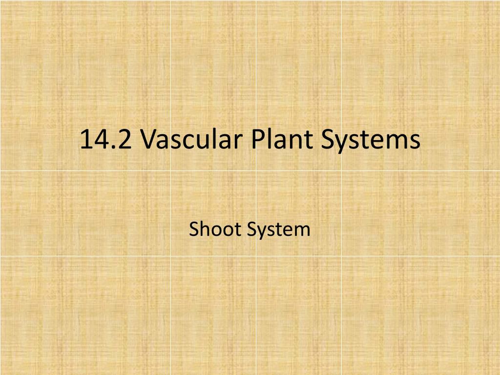 PPT - 14.2 Vascular Plant Systems PowerPoint Presentation, free ...