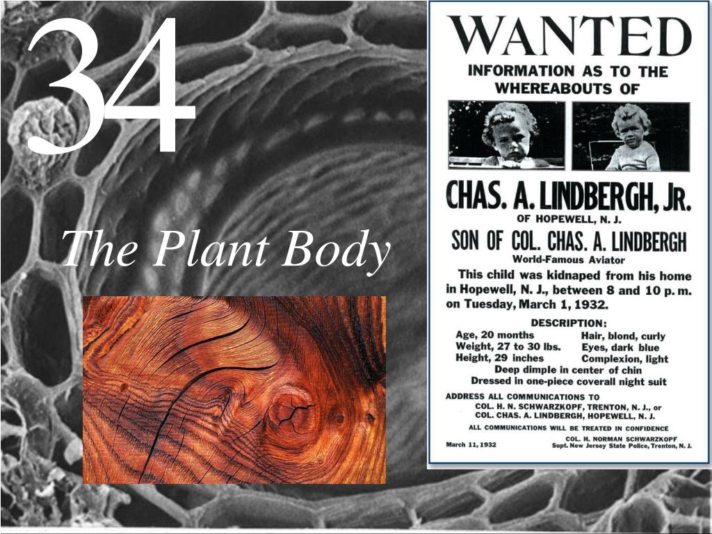 PPT - The Plant Body PowerPoint Presentation, free download - ID:5272071