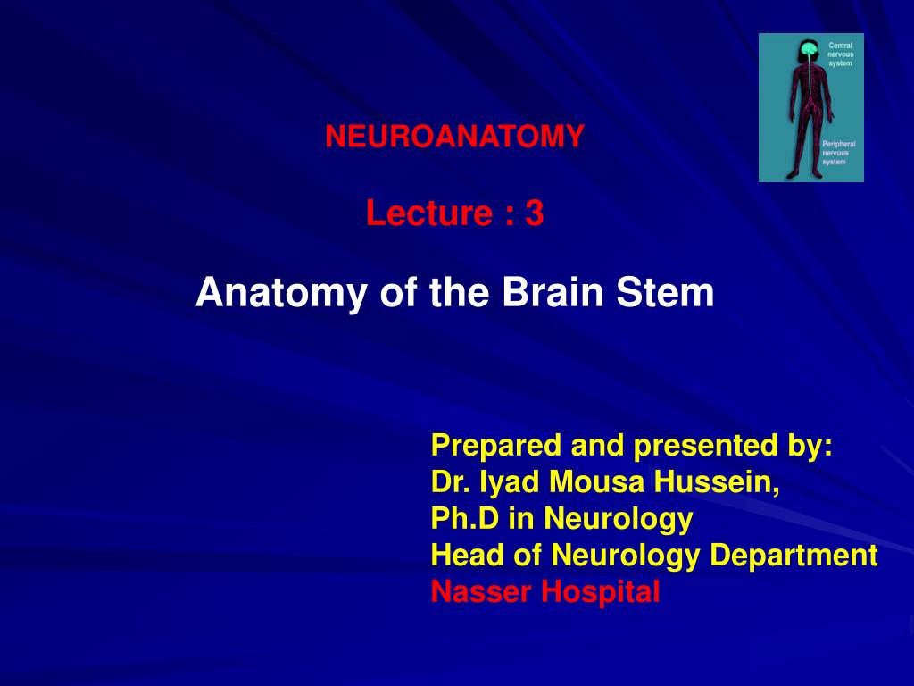 PPT - NEUROANATOMY Lecture : 3 Anatomy of the Brain Stem PowerPoint ...