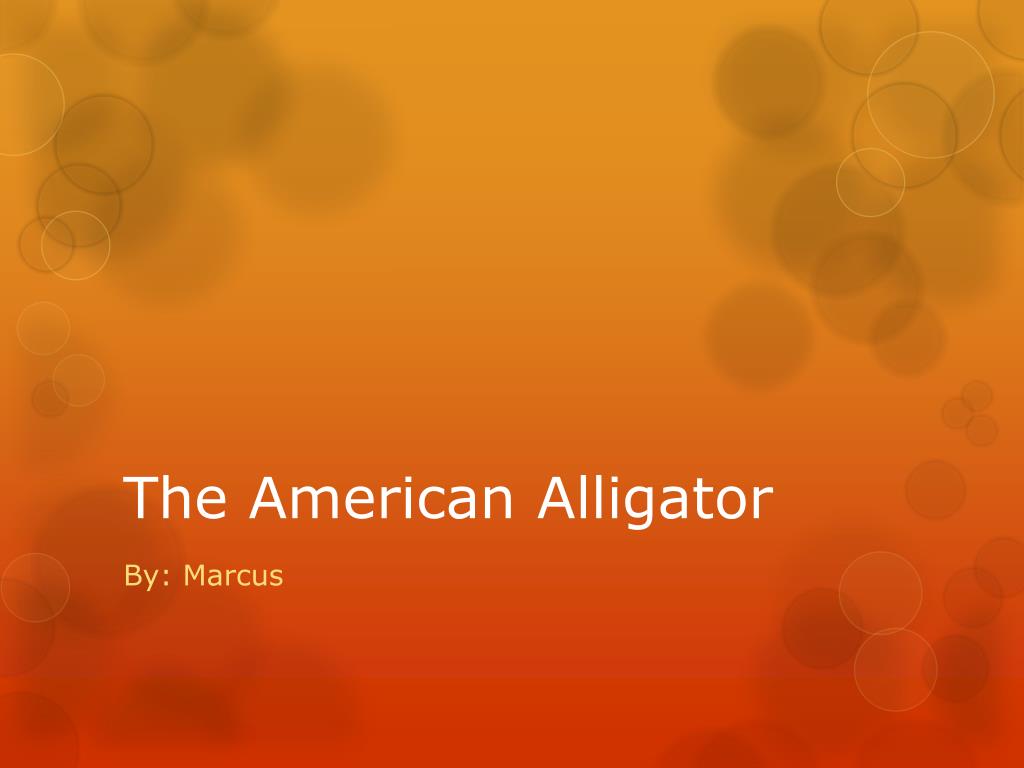 PPT - The American Alligator PowerPoint Presentation, free download ...