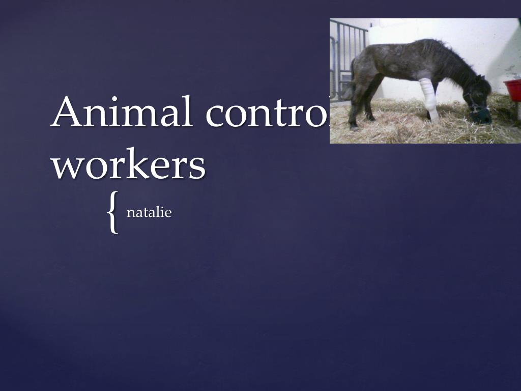 PPT - Animal control workers PowerPoint Presentation, free download ...