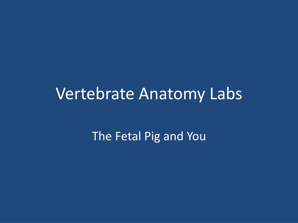 PPT - Vertebrate Anatomy Labs PowerPoint Presentation, free download ...