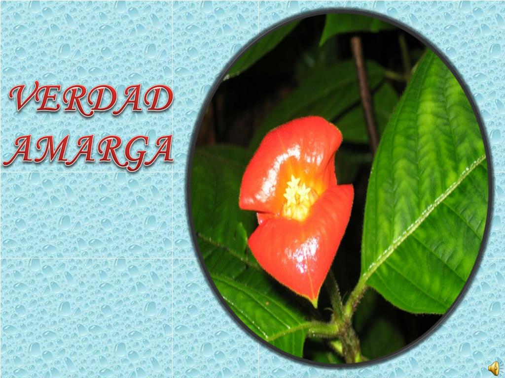 PPT - VERDAD AMARGA PowerPoint Presentation, free download - ID:5286432