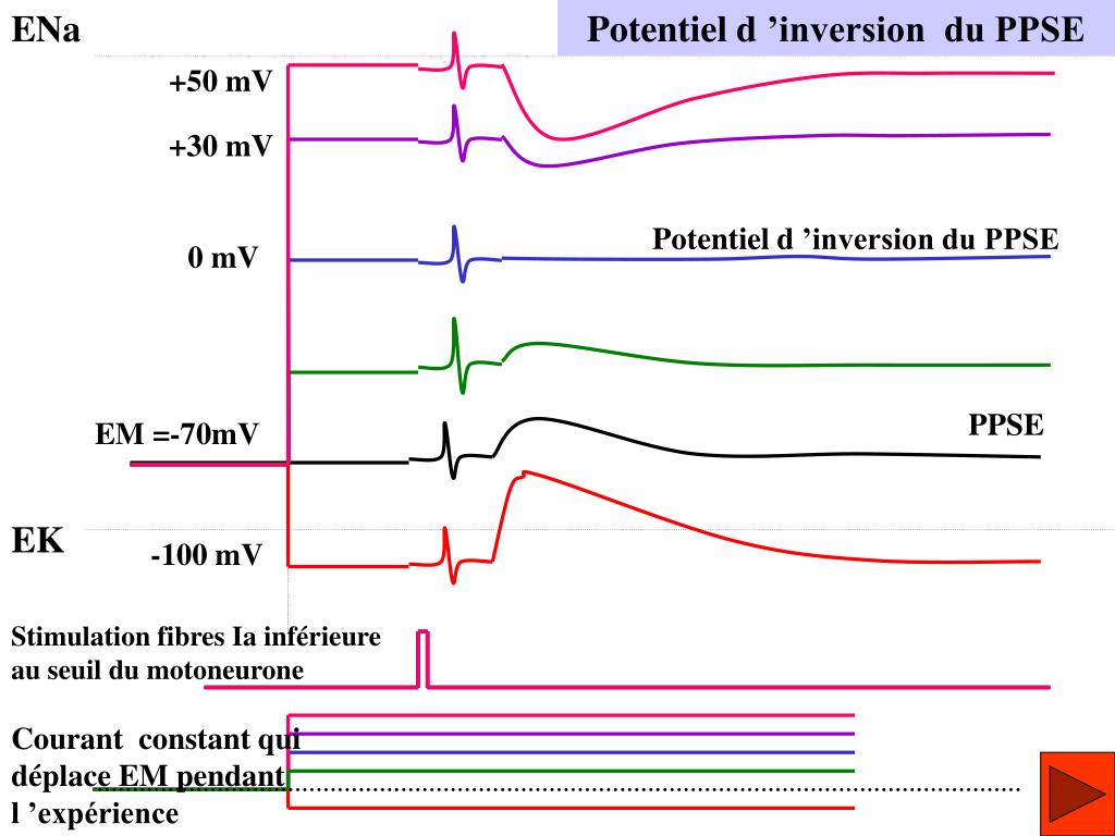PPT - Potentiel d ’inversion du PPSE PowerPoint Presentation, free ...