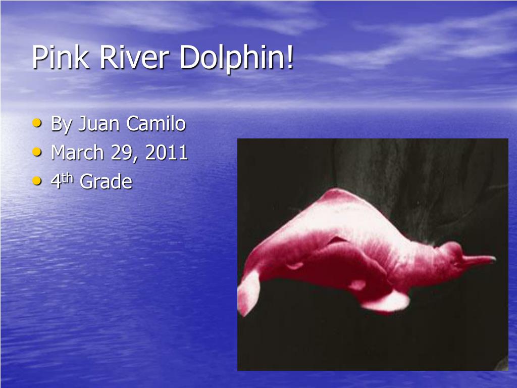 PPT - Pink River Dolphin! PowerPoint Presentation, free download - ID ...