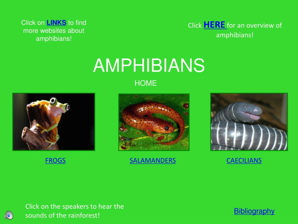 PPT - AMPHIBIANS PowerPoint Presentation, free download - ID:5295322