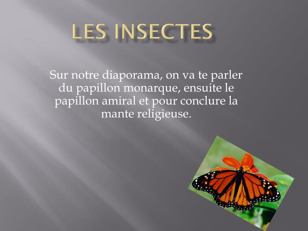PPT - Les insectes PowerPoint Presentation, free download - ID:5305507