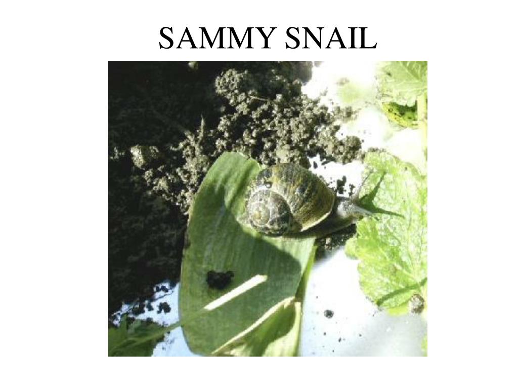 PPT - SAMMY SNAIL PowerPoint Presentation, free download - ID:5306748