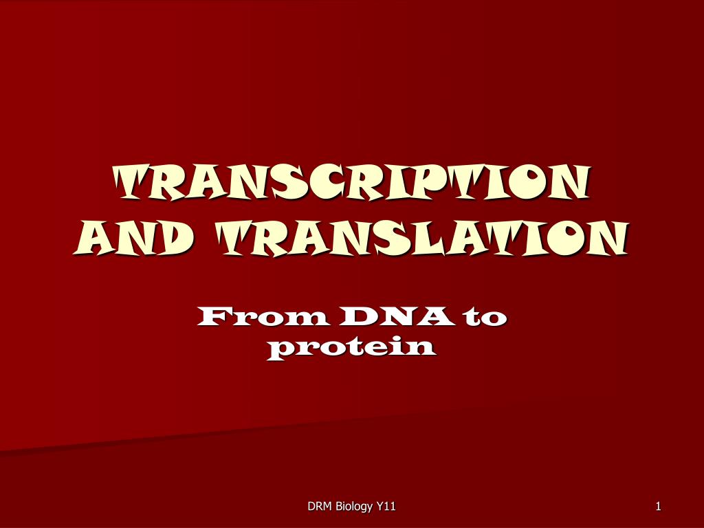 PPT - TRANSCRIPTION AND TRANSLATION PowerPoint Presentation, free ...