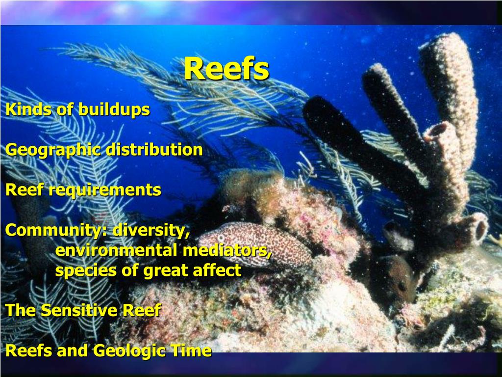 PPT - Reefs PowerPoint Presentation, free download - ID:5316782