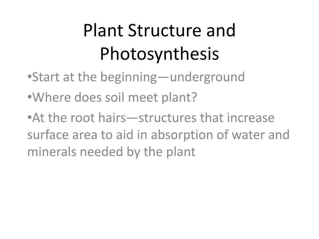 PPT - Plant Structure and Photosynthesis PowerPoint Presentation, free ...