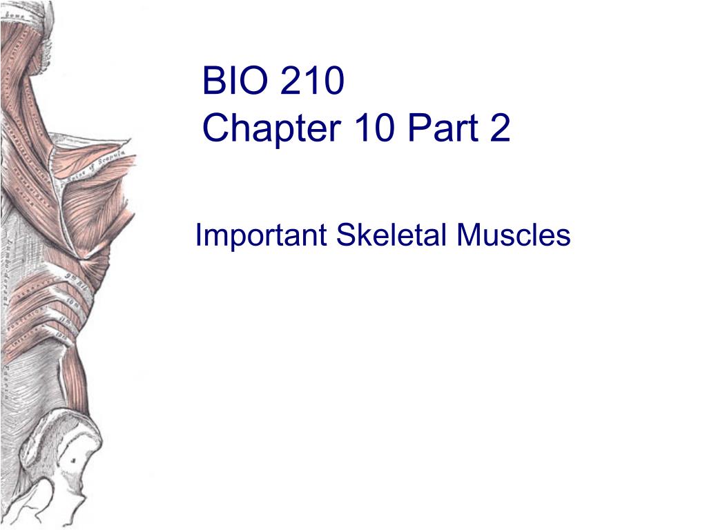 PPT - BIO 210 Chapter 10 Part 2 PowerPoint Presentation, free download ...