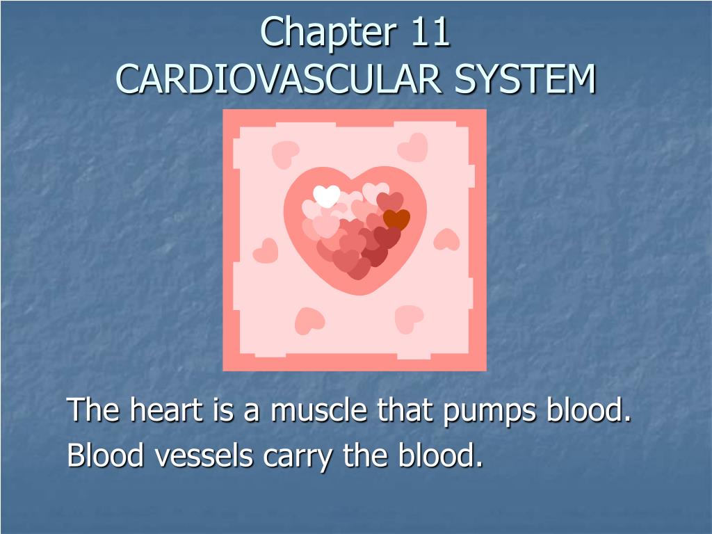 PPT - Chapter 11 CARDIOVASCULAR SYSTEM PowerPoint Presentation, free ...