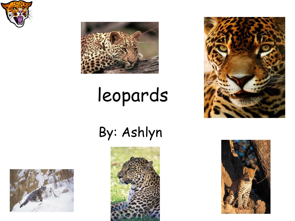 PPT - leopards PowerPoint Presentation, free download - ID:5323709