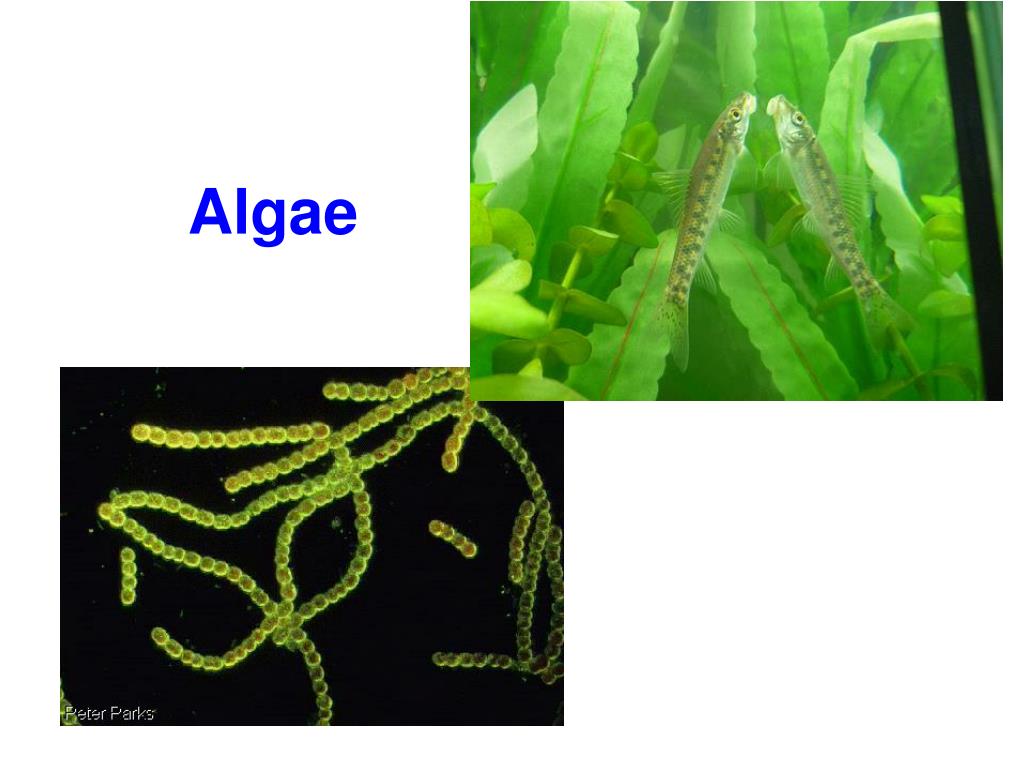PPT - Algae PowerPoint Presentation, free download - ID:5323924