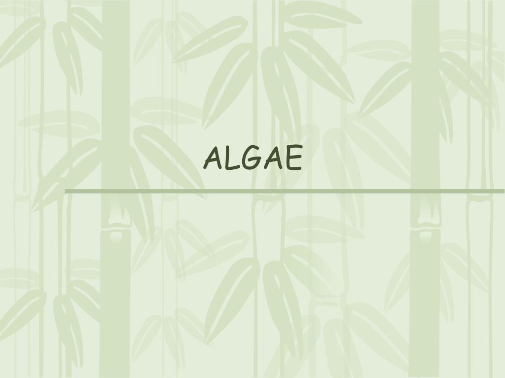 PPT - ALGAE PowerPoint Presentation, free download - ID:5324760
