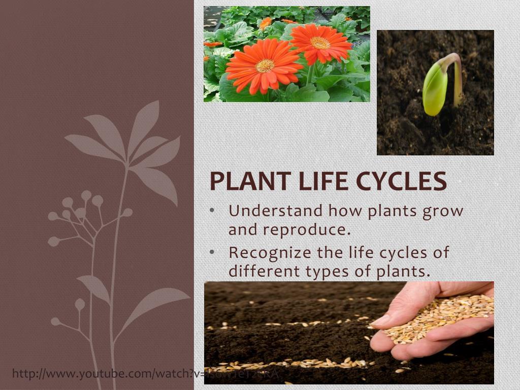 PPT - Plant life cycles PowerPoint Presentation, free download - ID:5335610