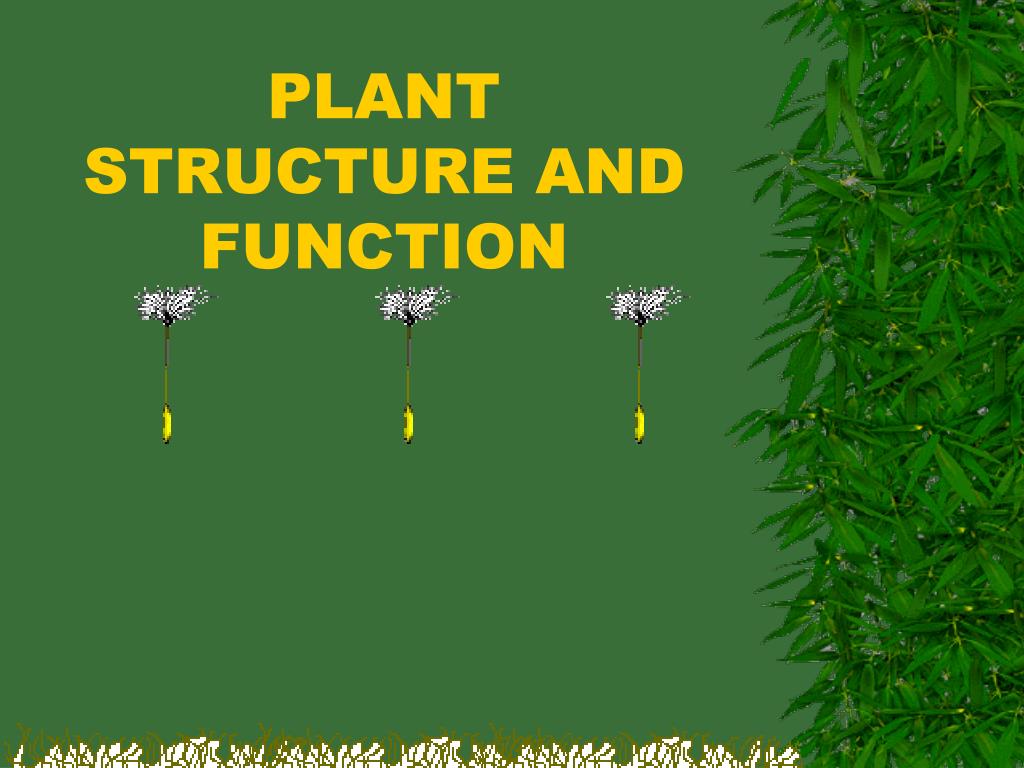 PPT - PLANT STRUCTURE AND FUNCTION PowerPoint Presentation, free ...
