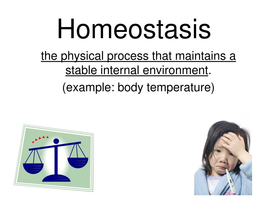 PPT - Homeostasis PowerPoint Presentation, free download - ID:5337592