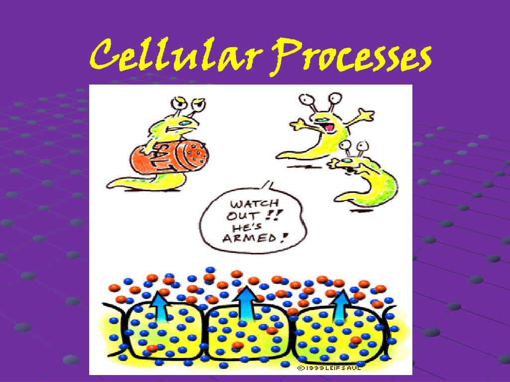 PPT - Cellular Processes PowerPoint Presentation, free download - ID ...