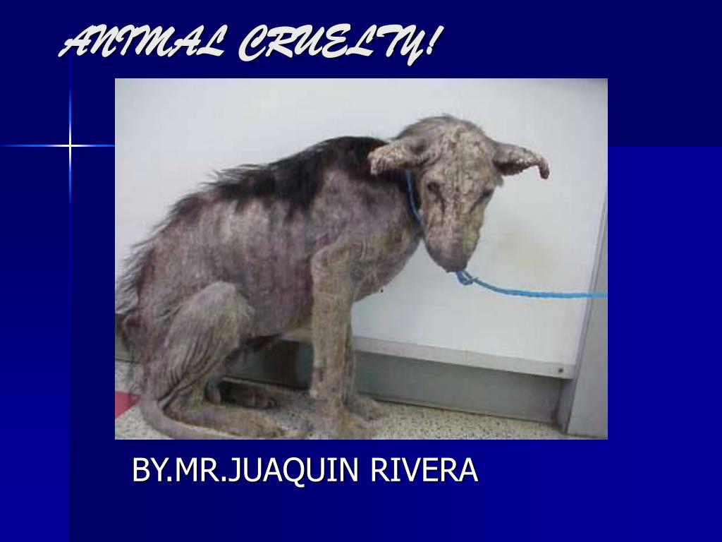 PPT - ANIMAL CRUELTY! PowerPoint Presentation, free download - ID:5348737