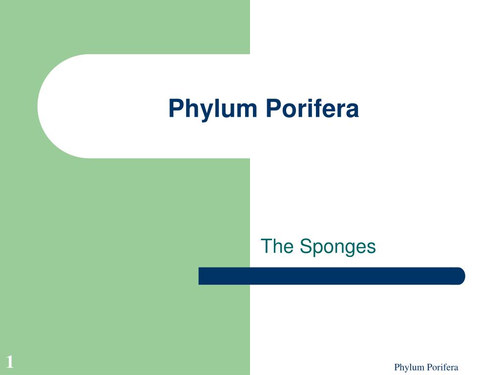 PPT - Phylum Porifera PowerPoint Presentation, free download - ID:5350838