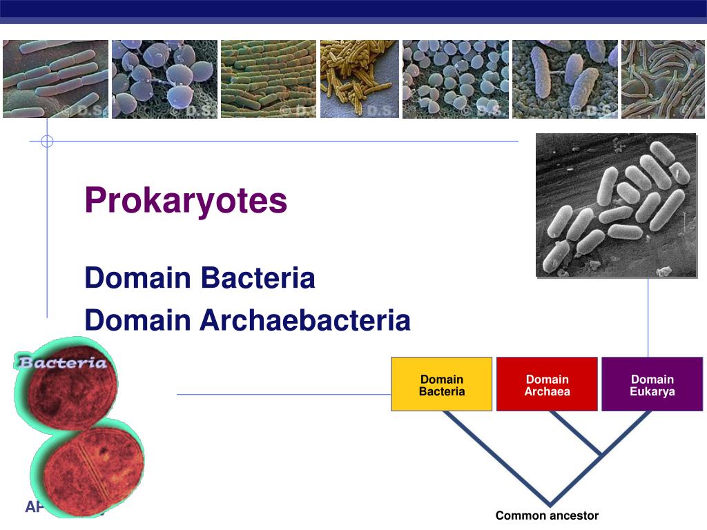 PPT - Prokaryotes PowerPoint Presentation, free download - ID:5355882