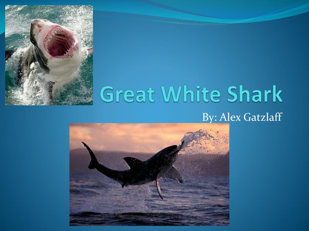 PPT - Great White Shark PowerPoint Presentation, free download - ID:5359752