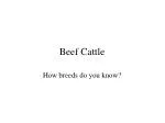 PPT - Feed Additives for Beef Cattle PowerPoint Presentation, free ...