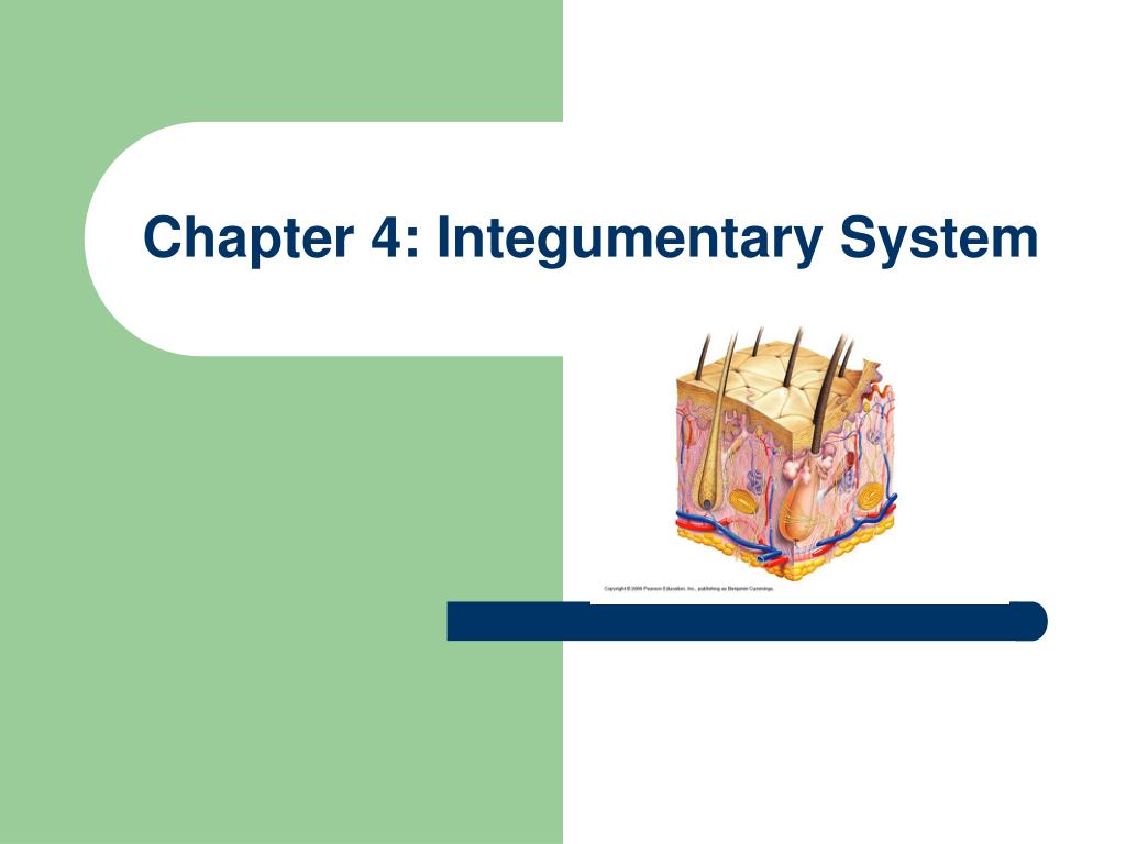 PPT - Chapter 4: Integumentary System PowerPoint Presentation, free ...