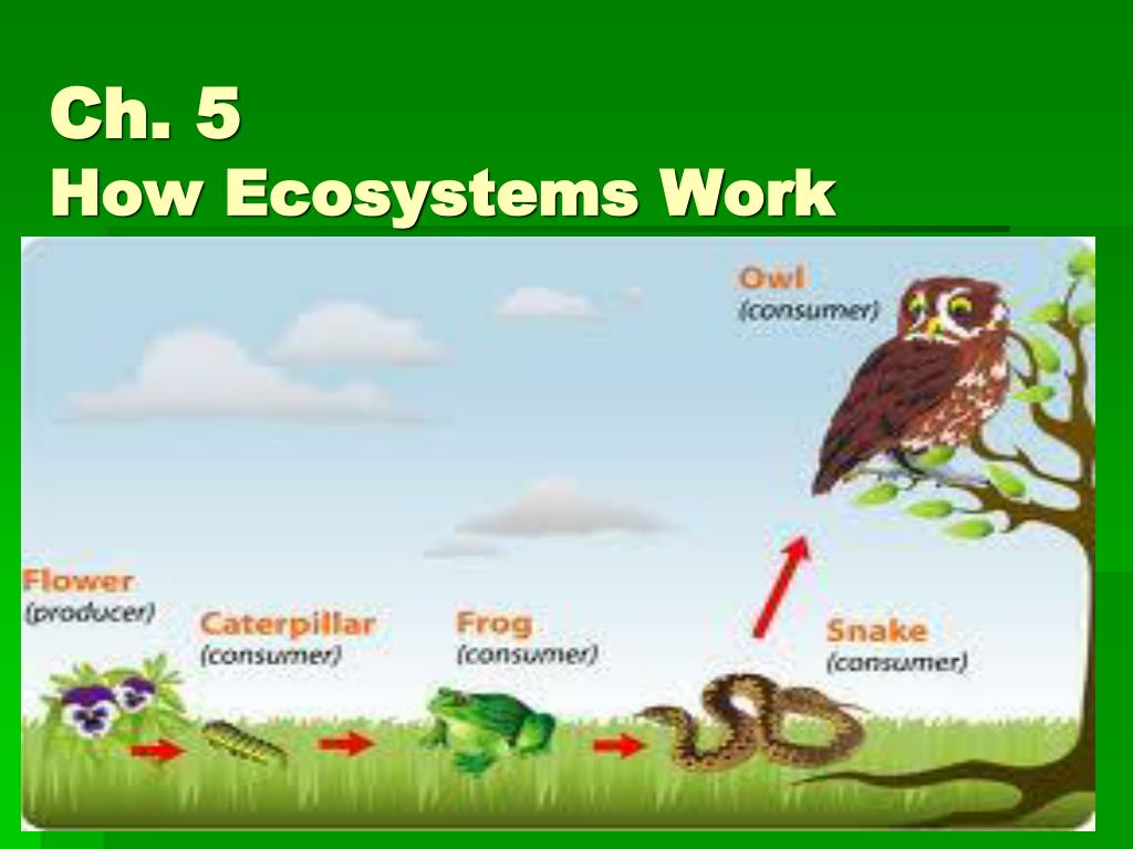 PPT - Ch. 5 How Ecosystems Work PowerPoint Presentation, free download ...