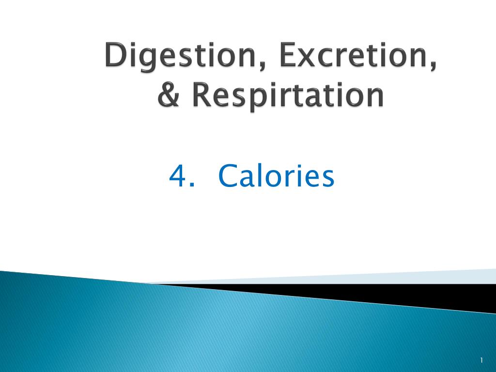 PPT - Digestion, Excretion, & Respirtation PowerPoint Presentation - ID ...